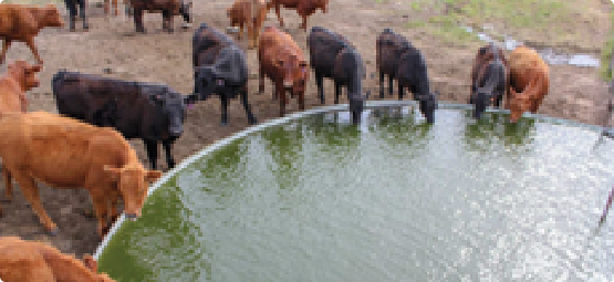 Water Solution for Agriculture, Aquaculture and Food Production